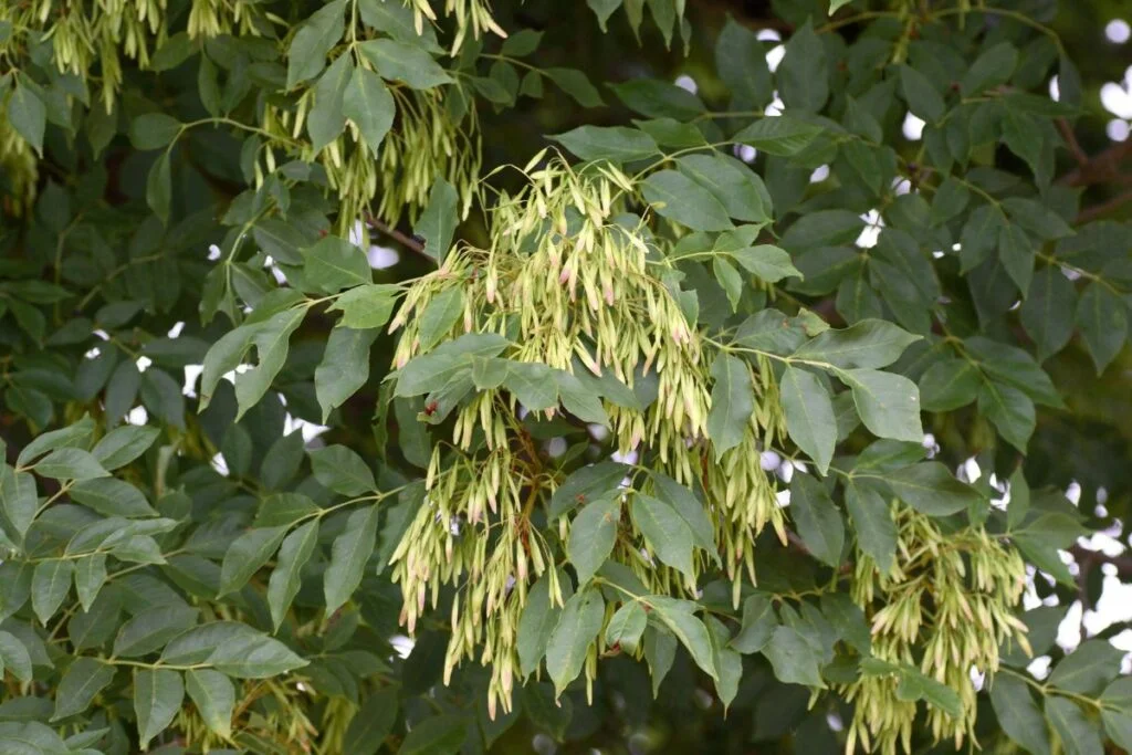 Paprastasis uosis - daugiametis medis - zup