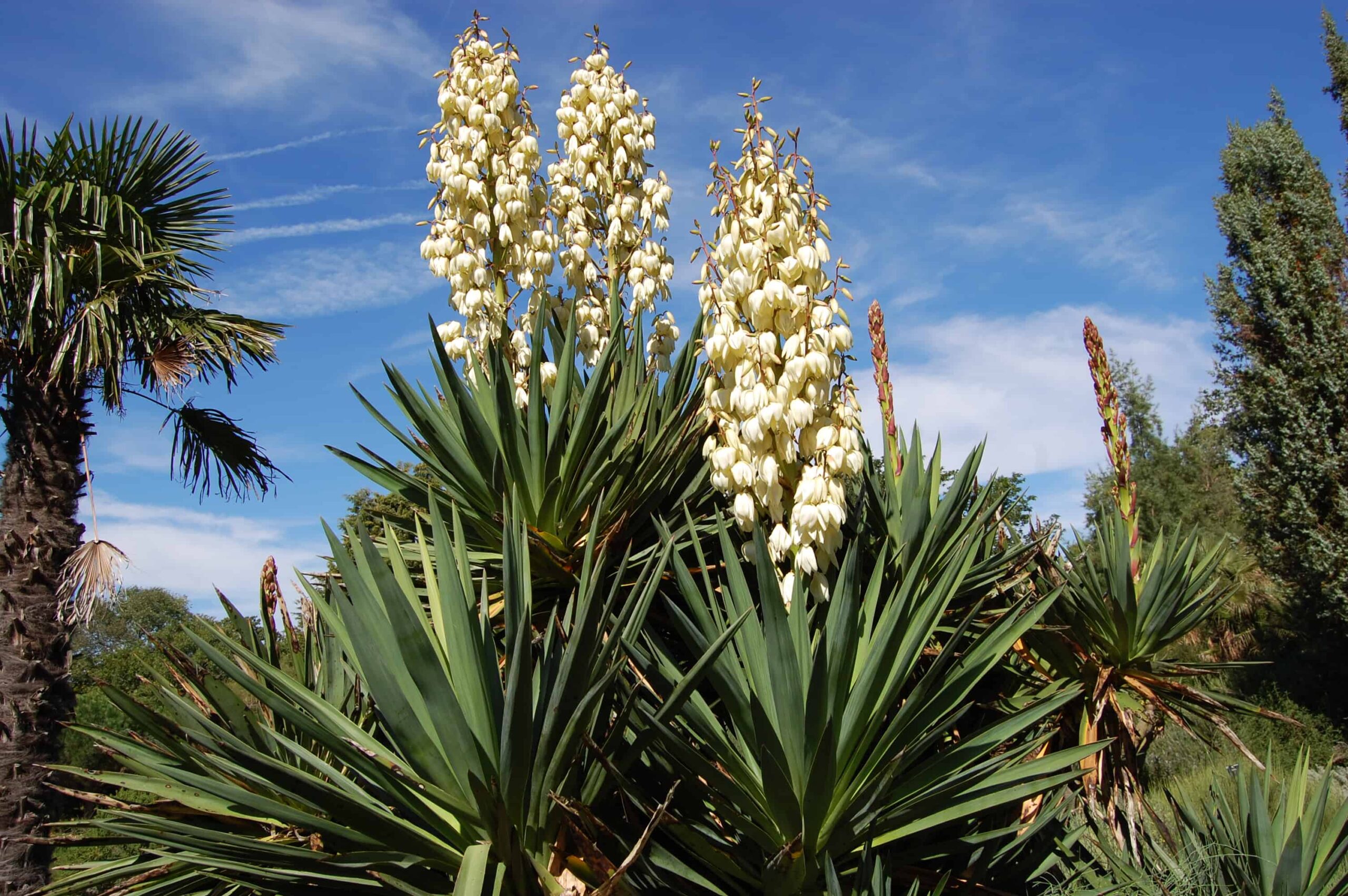 Juka (Yucca) – tai labai dekoratyvus, ilgai gyvenantis kambarinis arba ...
