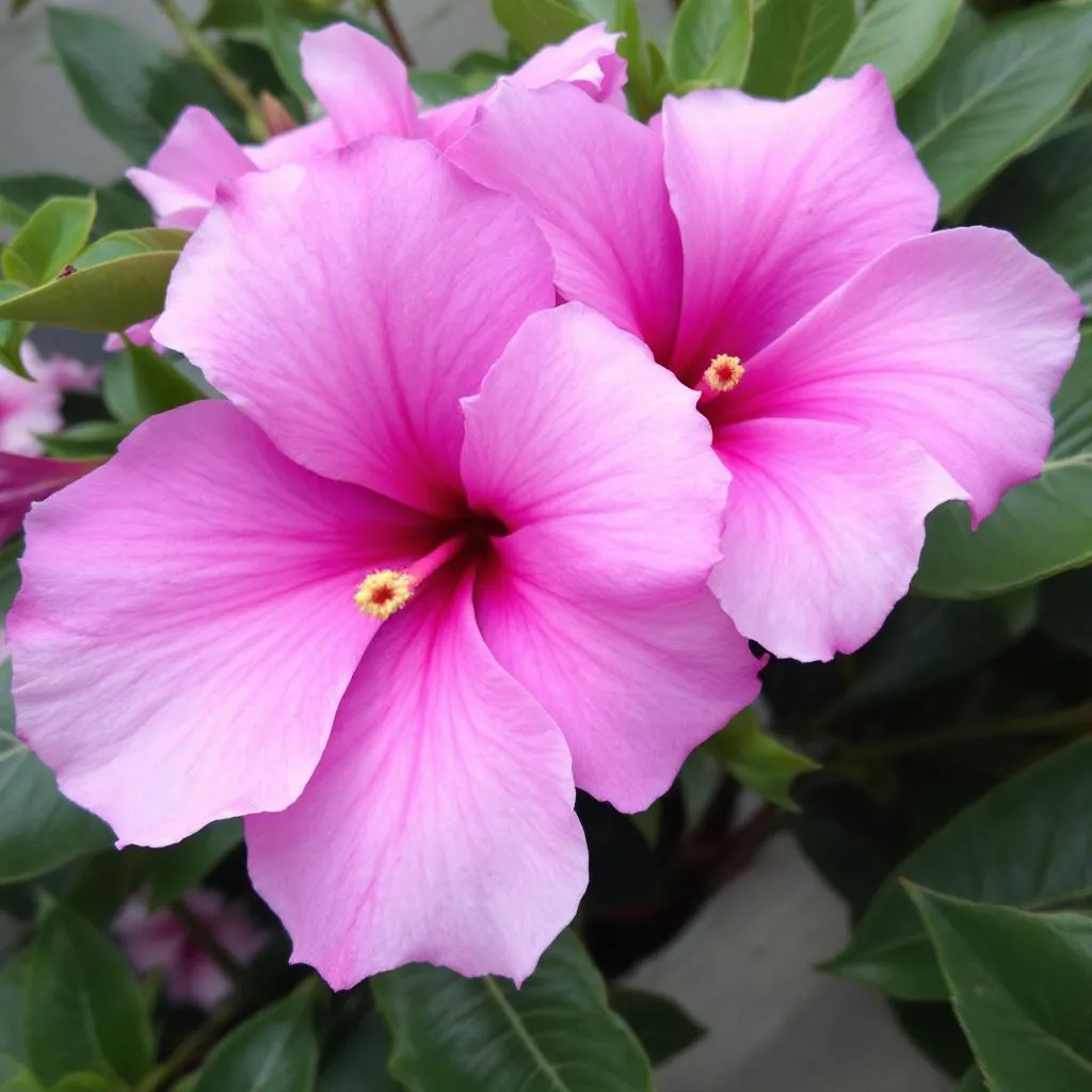 Mandevilos (Mandevilla) priežiūra - zup